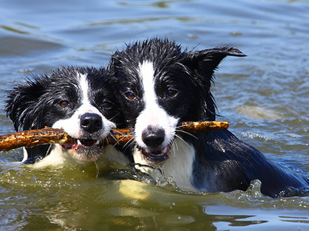 세계 최고 부자 애완동물 탑10.jpg : MLBPARK