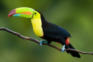 10 Most Expensive Birds in the World