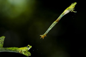 Top 10 Highest Jumping Animals in the World