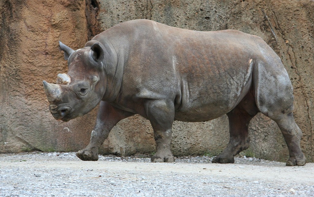 Top 10 Tallest Animals In The World