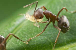 10 Creepy Ant Behaviors You Won’t Believe
