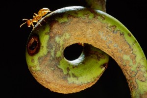 10 Creepy Ant Behaviors You Won’t Believe