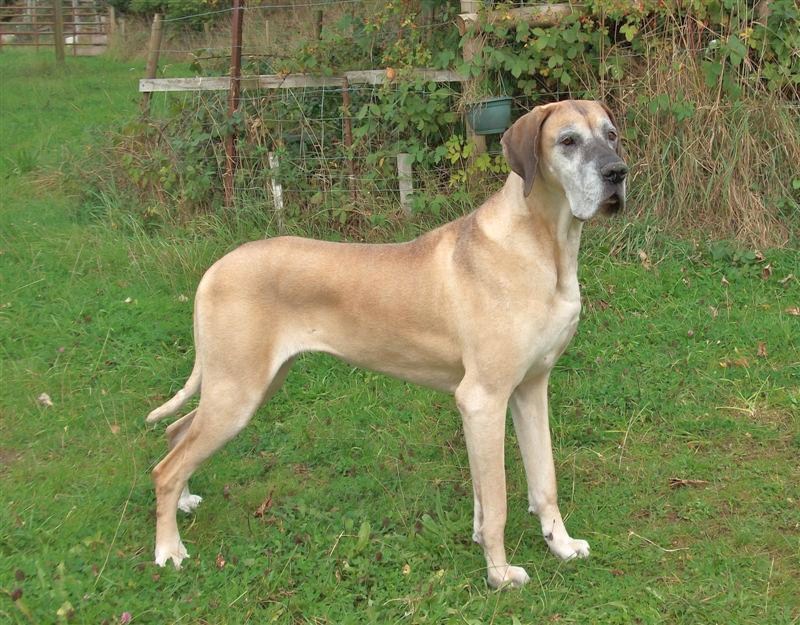 10 Dogs That Look Mean But Happen To Be Nice