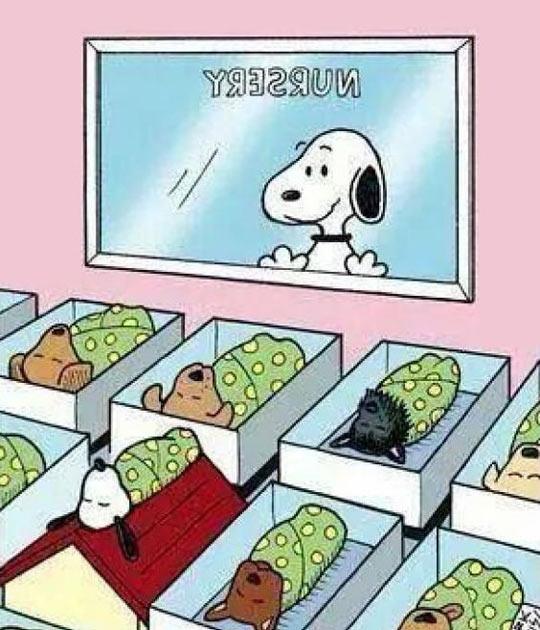 10 Funny Snoopy Memes