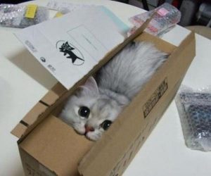 10 Funny Big Cats In Small Boxes - TipTopTens.com