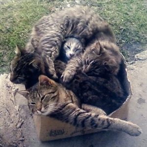 10 Funny Big Cats In Small Boxes - TipTopTens.com